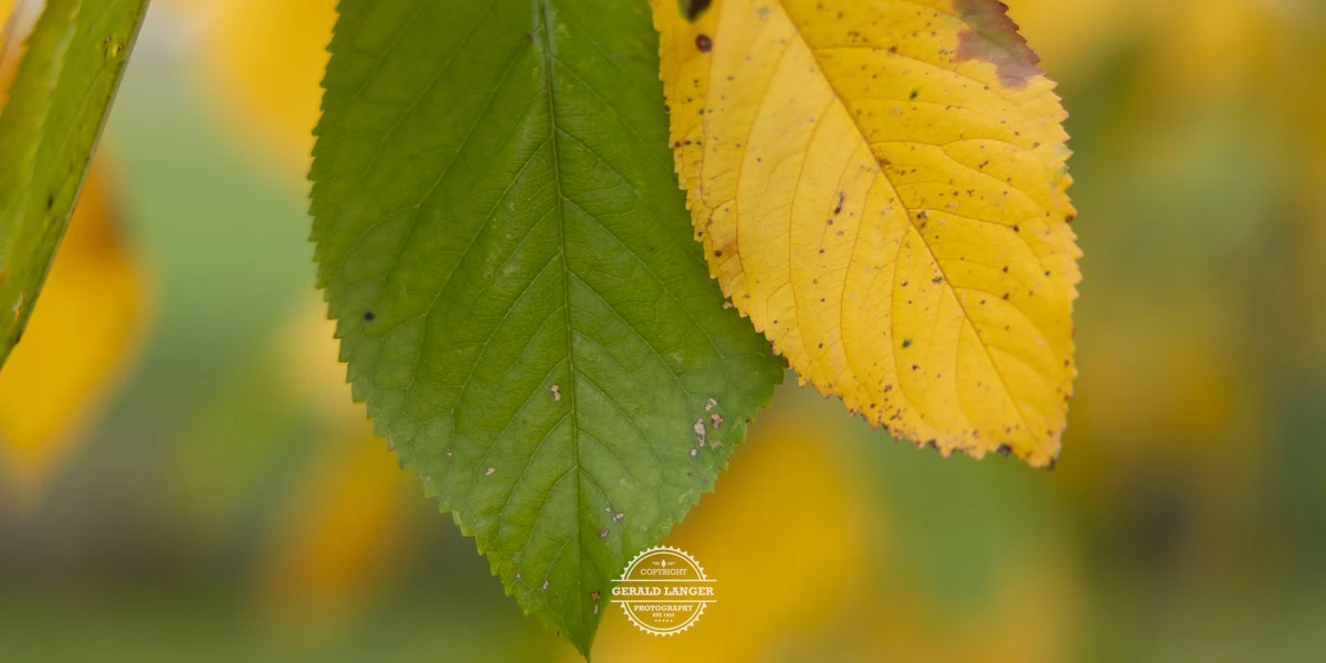 Unser Kirschbaum: Der Herbst ist da (2024)