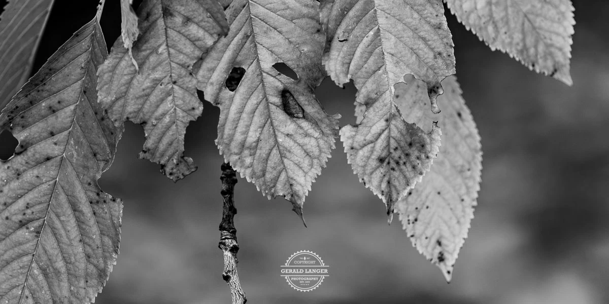 Unser Kirschbaum schwarz-weiß (07.11.2024) - Gerald Langer